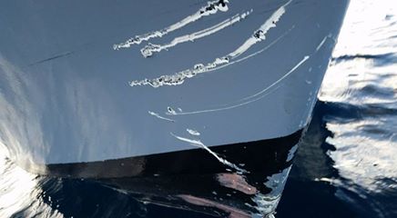 Černý démon: Jen výmysl nebo děsivý vodní predátor? – EnigmaPlus.cz